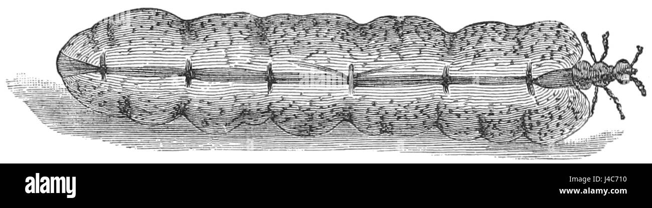 The queen termite is a crucial figure in the social structure of ...
