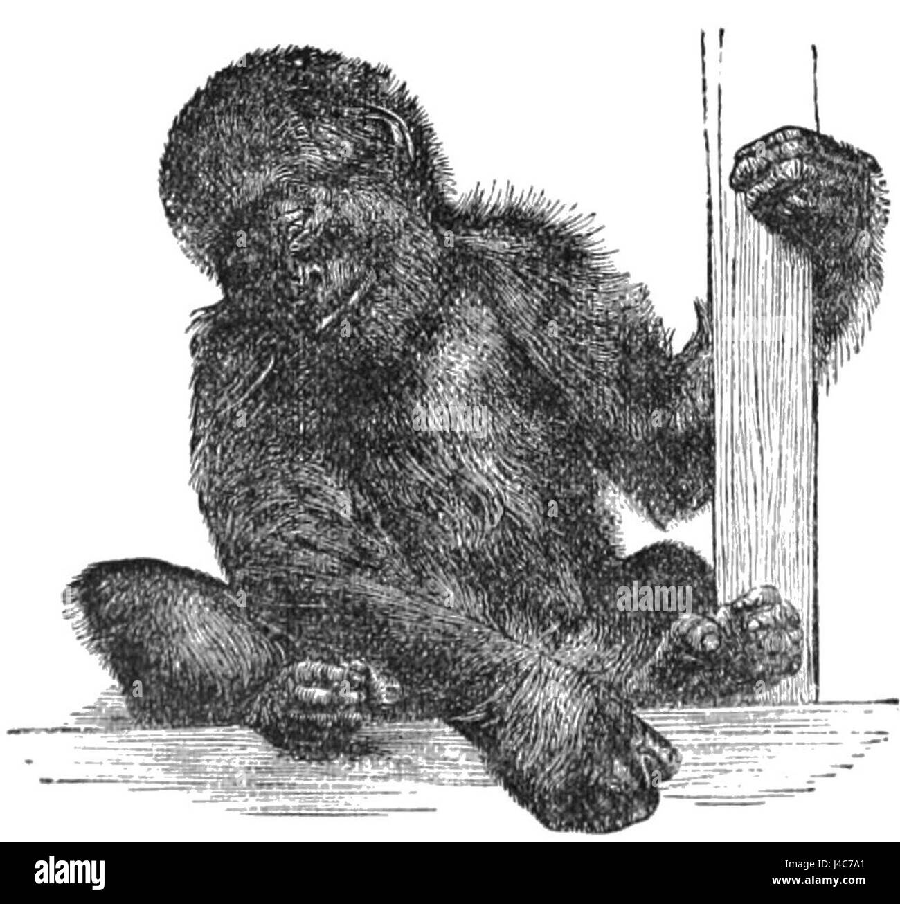 Animal growth study Black and White Stock Photos & Images - Alamy