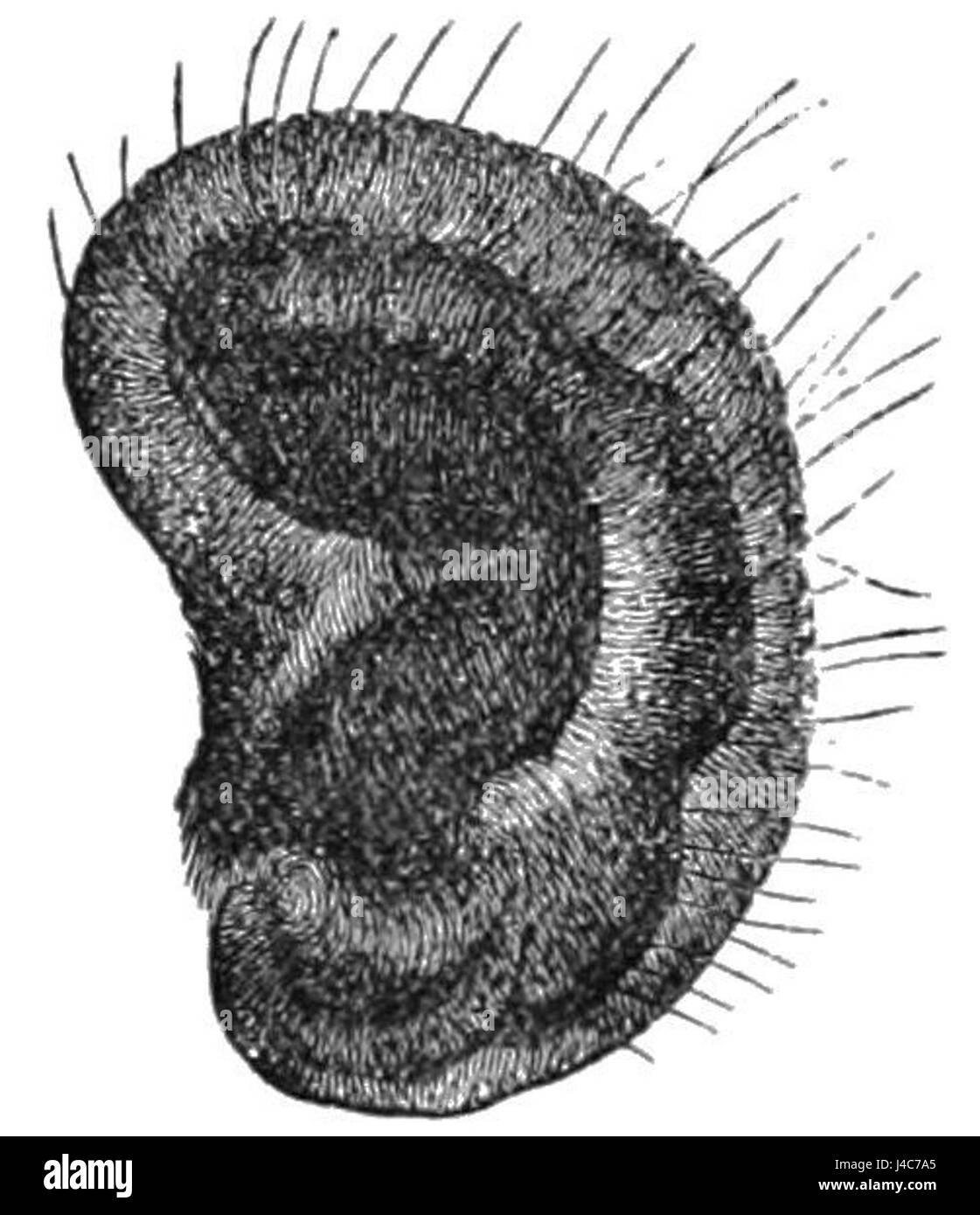Primate ear anatomy hi-res stock photography and images - Alamy