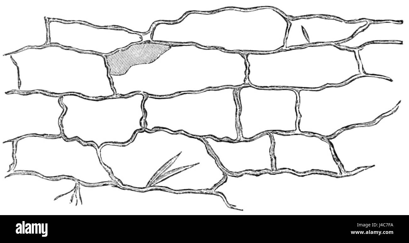 Cork cells microscope hi-res stock photography and images - Alamy