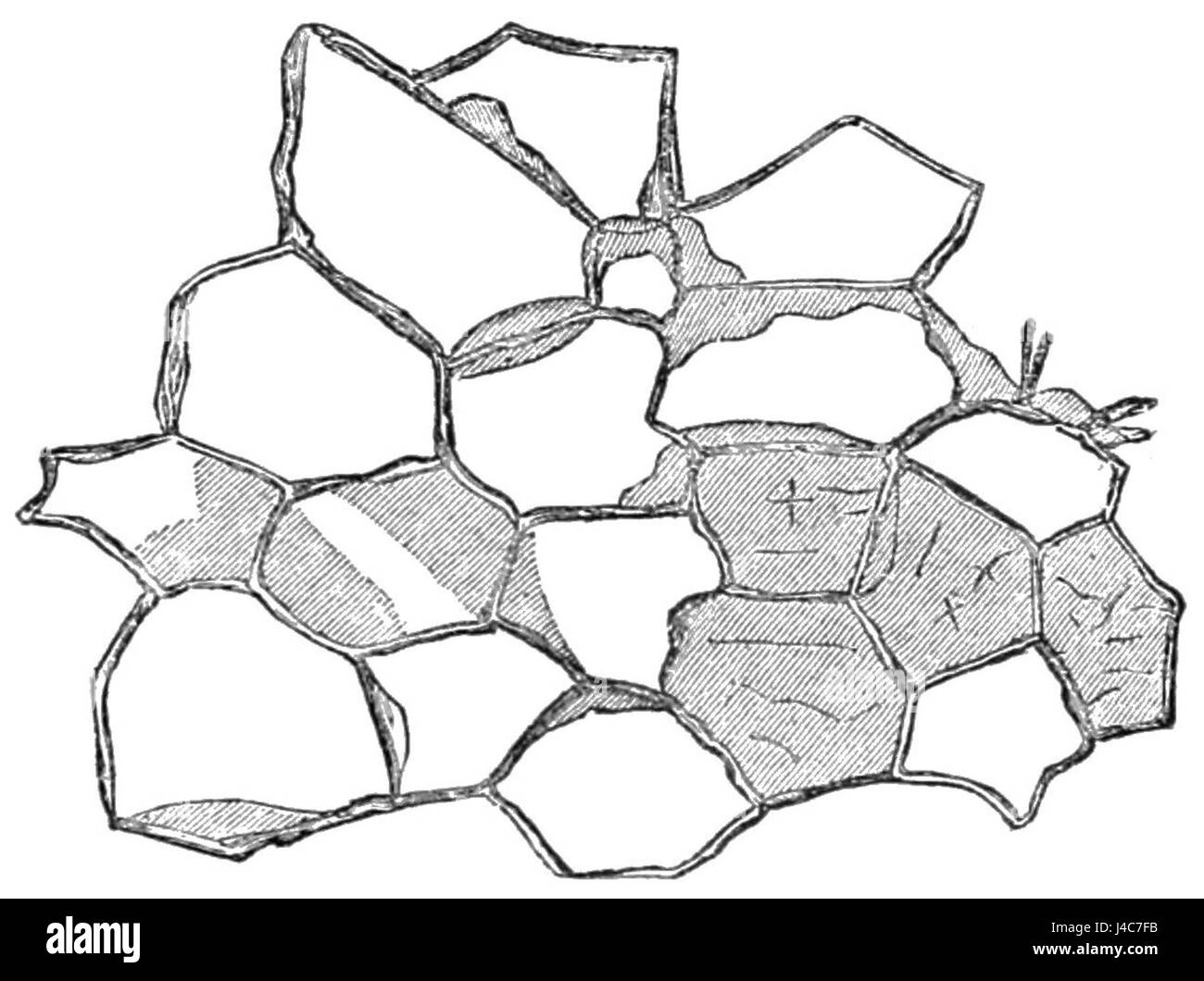 A scientific illustration from Popular Science Monthly, showing a ...