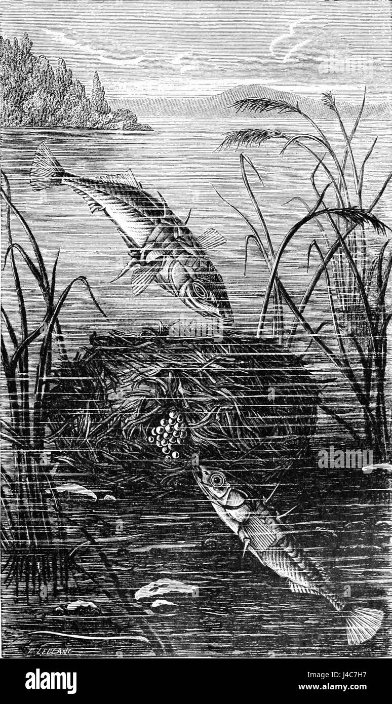 Providing nesting Black and White Stock Photos & Images - Alamy