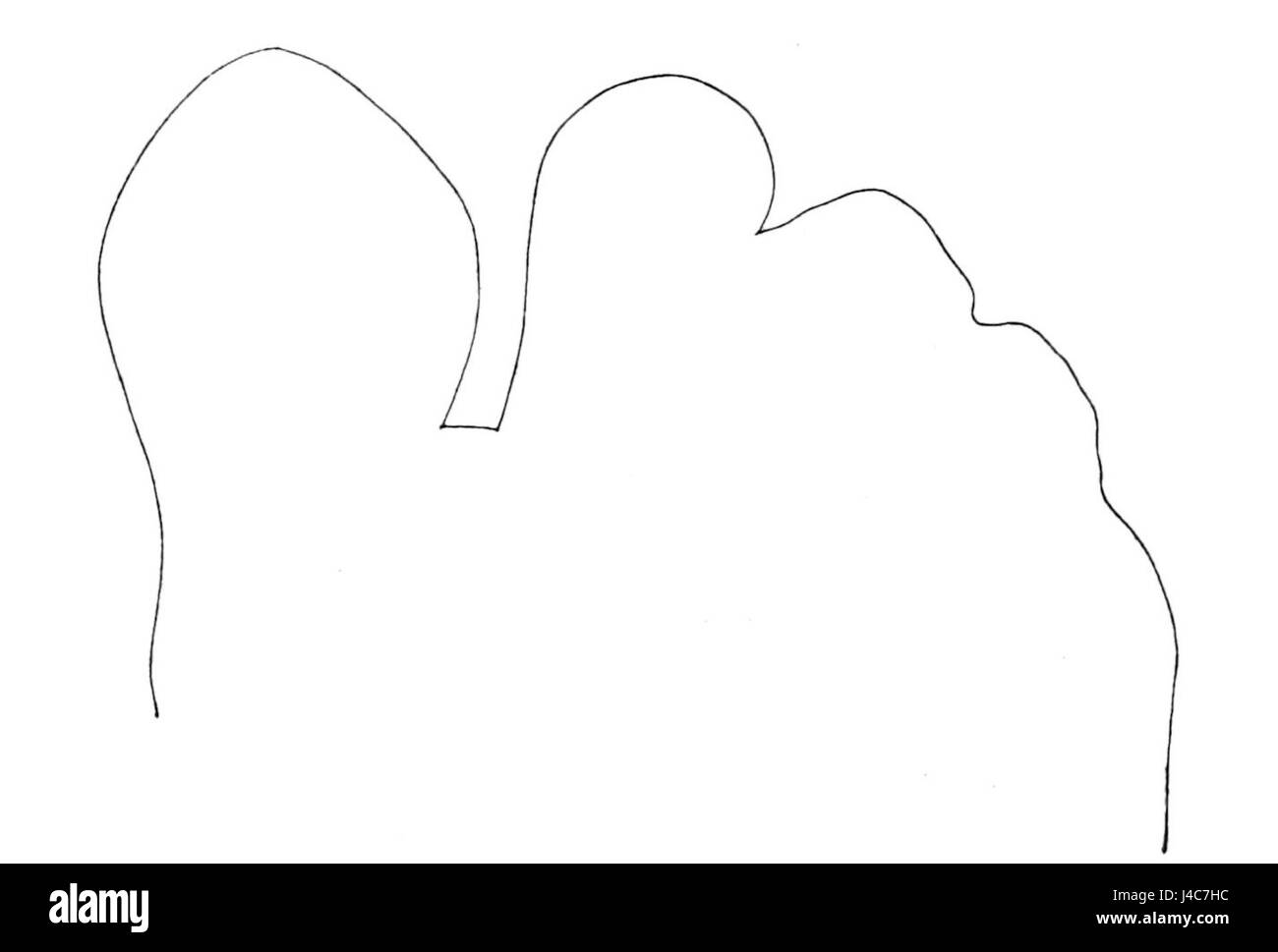 Toe structure Cut Out Stock Images & Pictures - Alamy