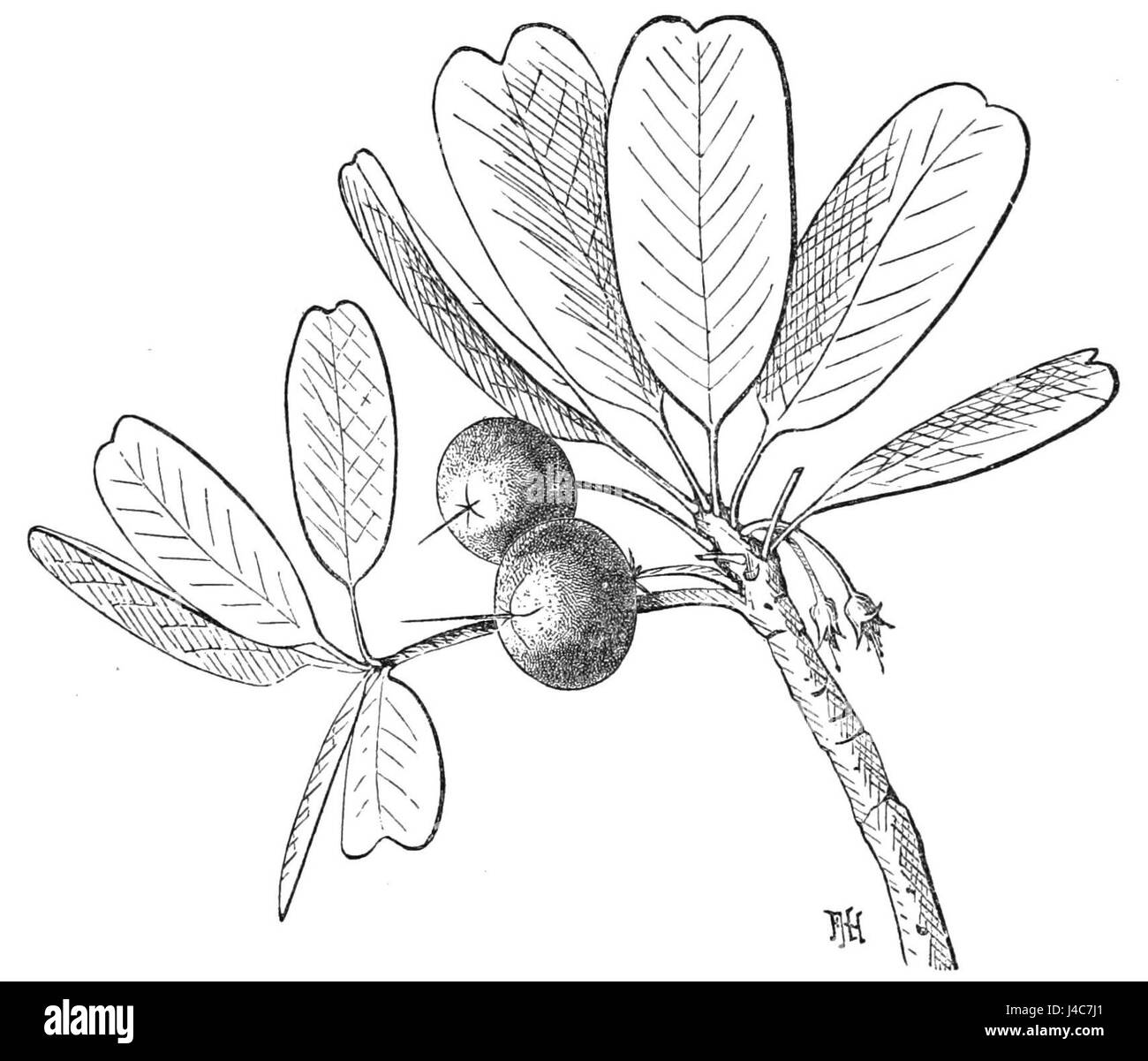 Sapota plant Black and White Stock Photos & Images - Alamy