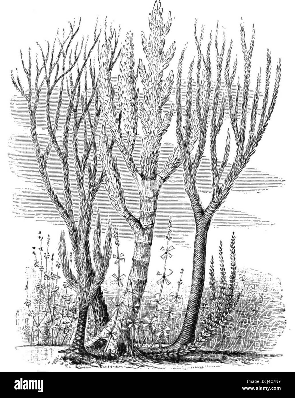 'PSM V32 D812 Silurian Vegetation Restored' is a scientific restoration ...