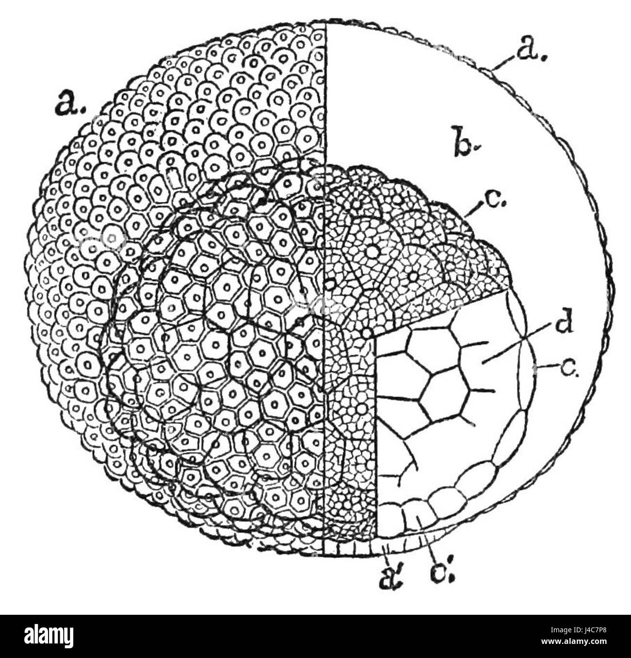 Essential stage Cut Out Stock Images & Pictures - Alamy