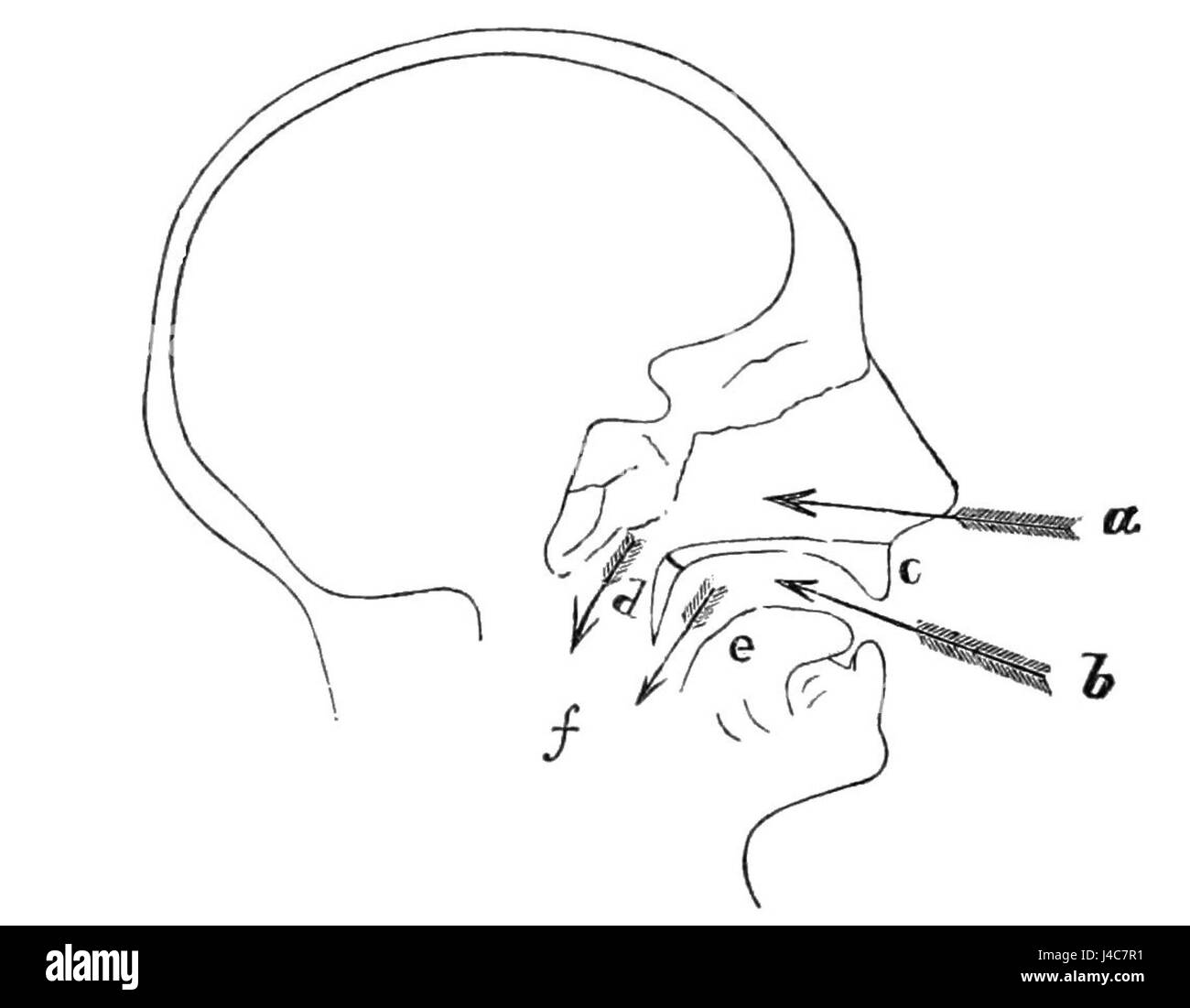 Nasal passages function hi-res stock photography and images - Alamy
