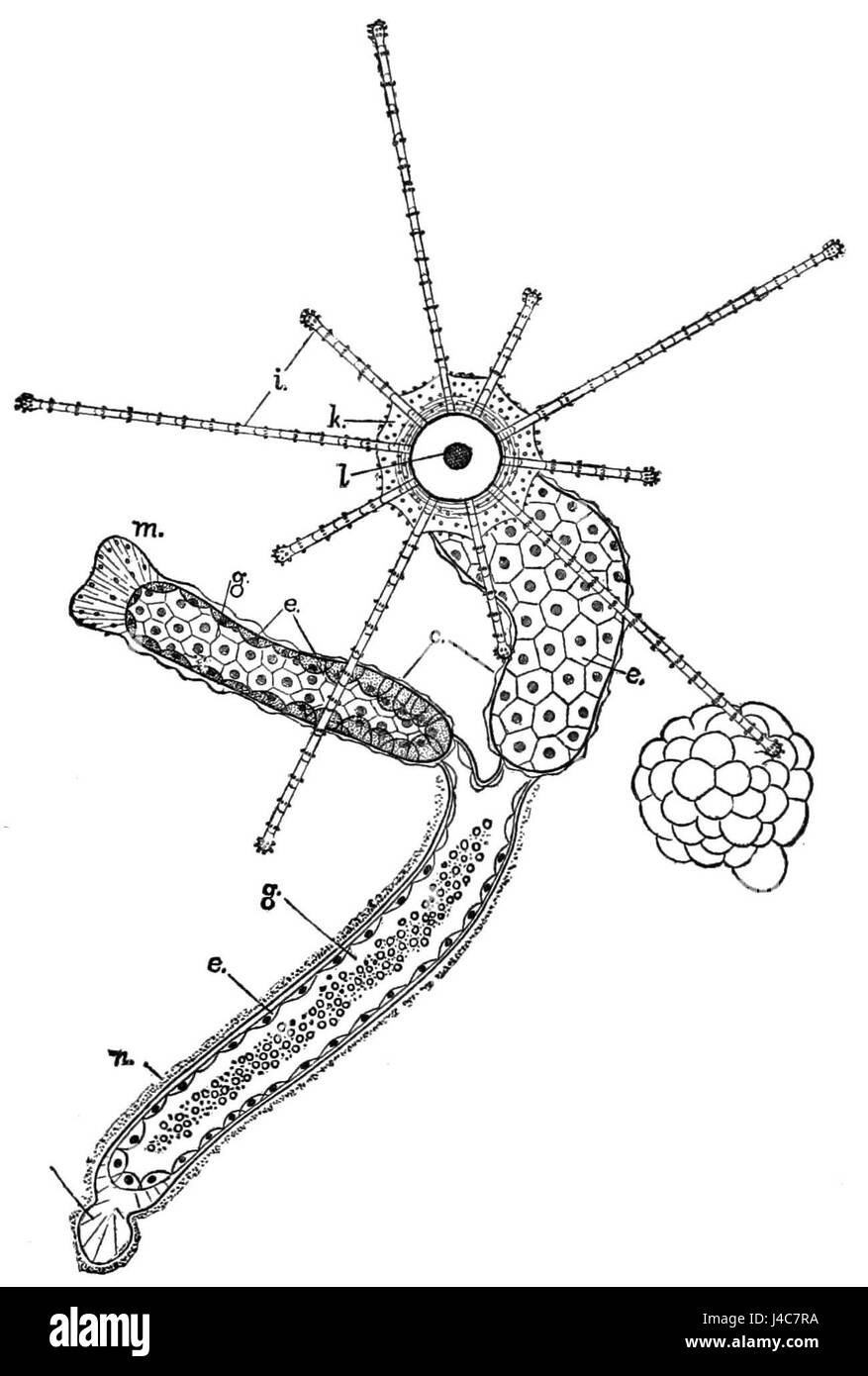 Organism colony Black and White Stock Photos & Images - Alamy