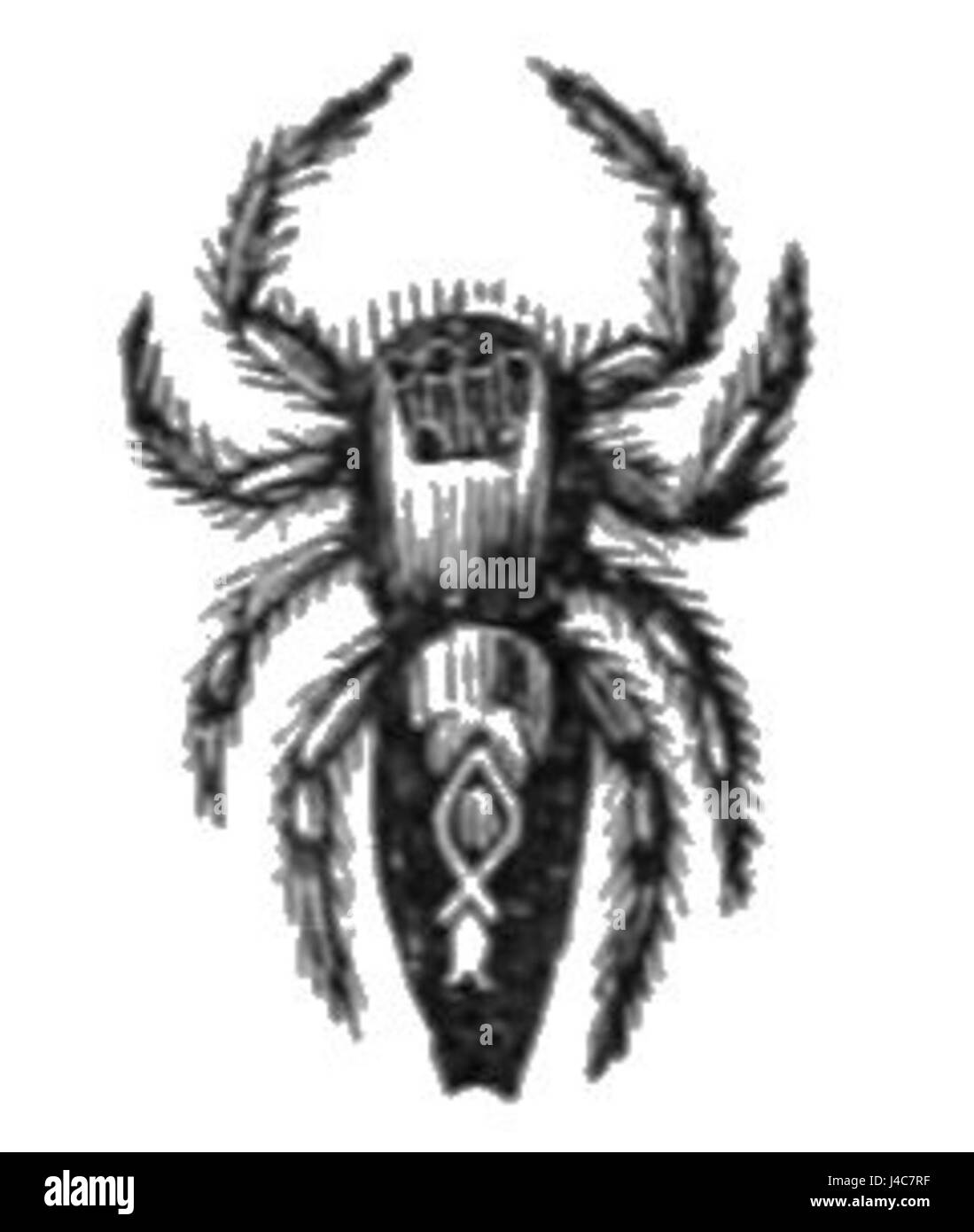 An image of a jumping spider from PSM V33 D811, showcasing its ...