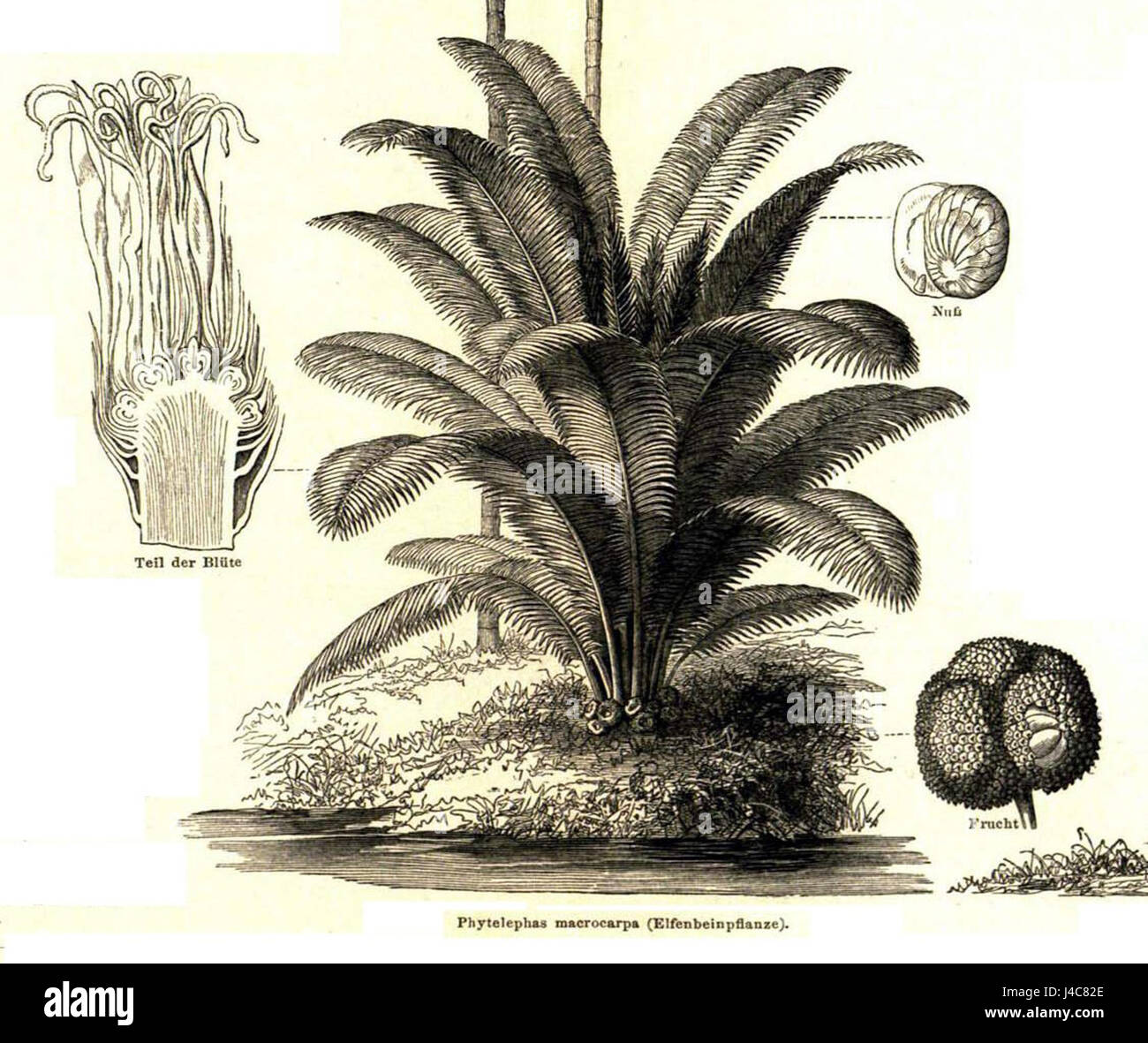 Phytelephas macrocarpa is a species of plant known for its industrial ...