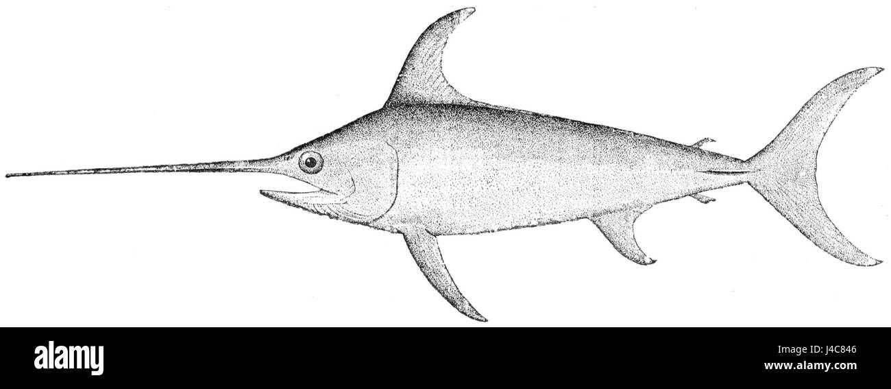 Sword fish hi-res stock photography and images - Alamy