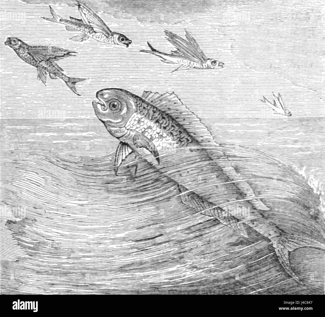 The image depicts a flying fish being chased by a dolphin, showcasing ...