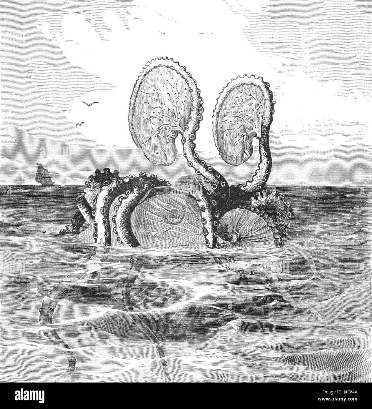 Cephalopod showcases hi-res stock photography and images - Alamy