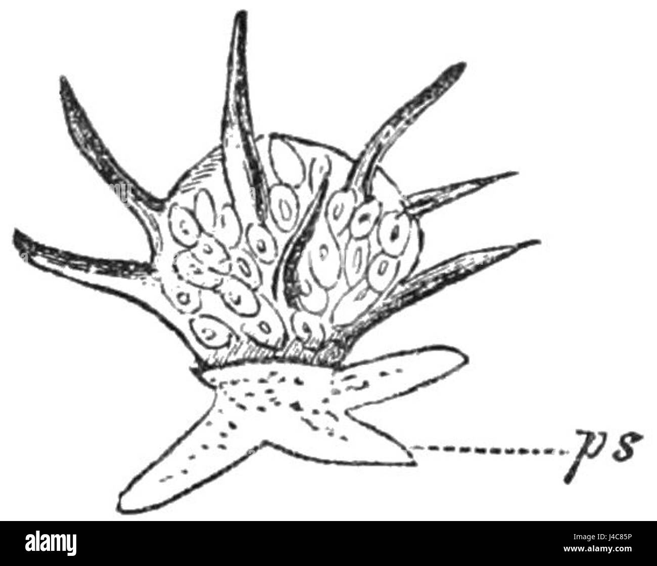 The image shows an illustration of Euglypha, a genus of shelled amoeba ...