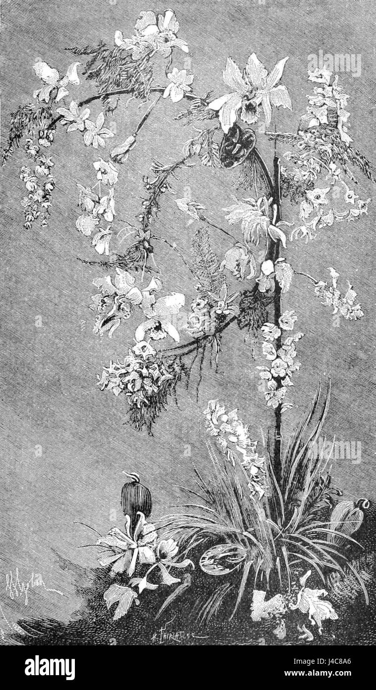 Cut flower floral Black and White Stock Photos & Images - Alamy