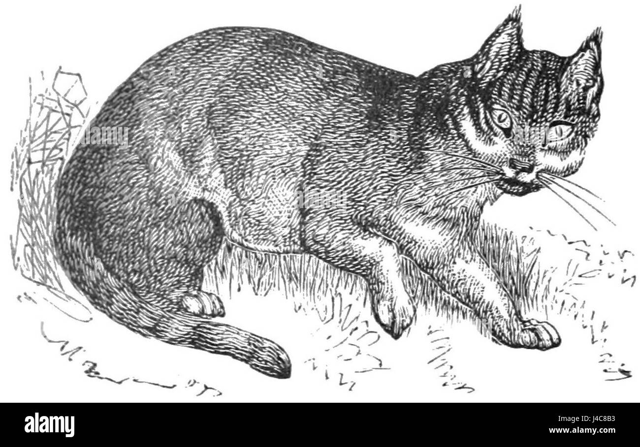 Egyptian studies Cut Out Stock Images & Pictures - Alamy