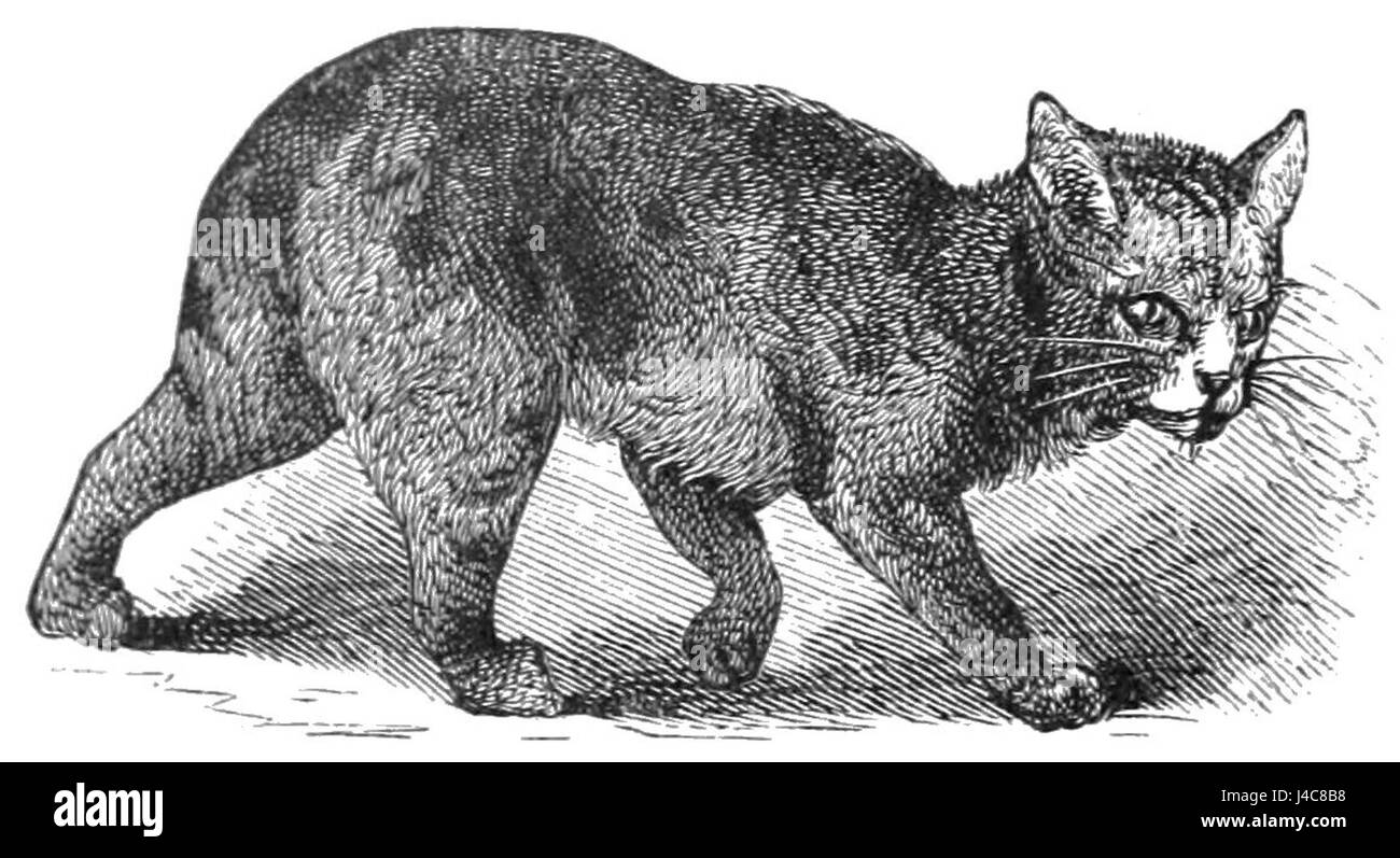 Cat personality Black and White Stock Photos & Images - Alamy