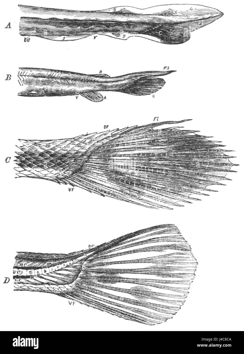 This image from PSM (Popular Science Monthly) features four detailed ...