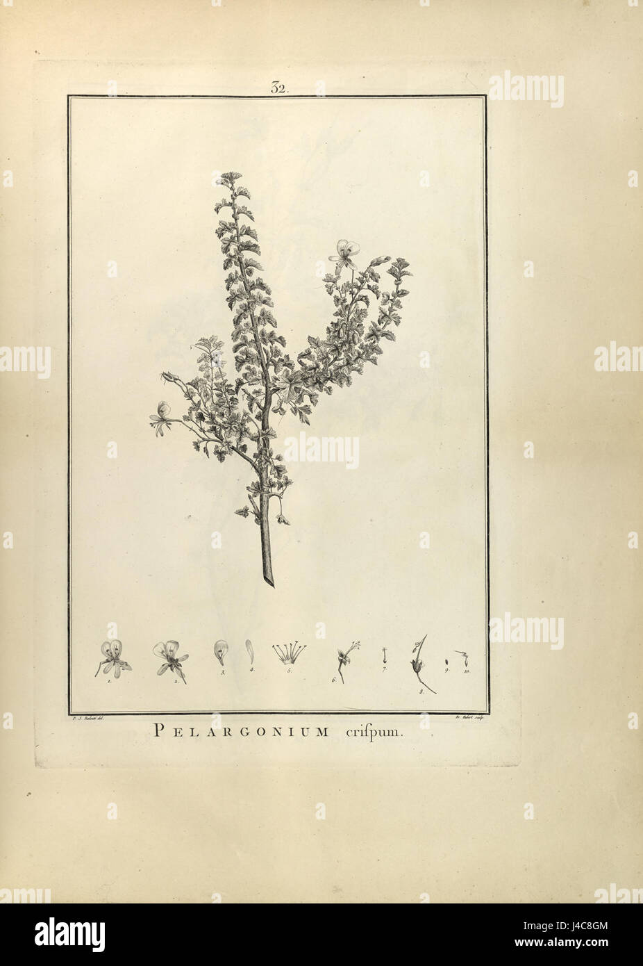 Pelargonium crispum, commonly known as lemon-scented geranium, is a ...