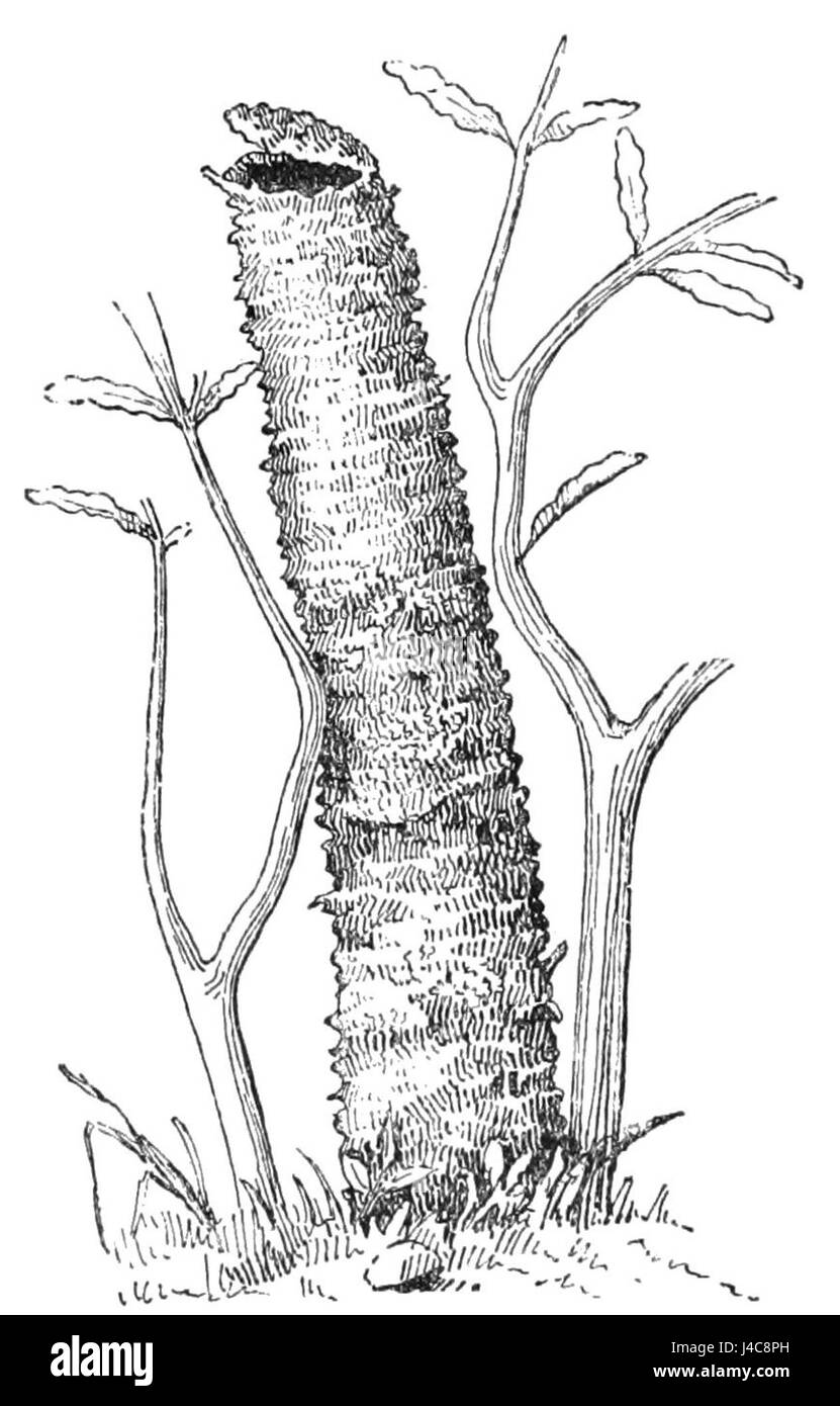 This illustration from PSM V38 D203 depicts the turret with a trap door ...