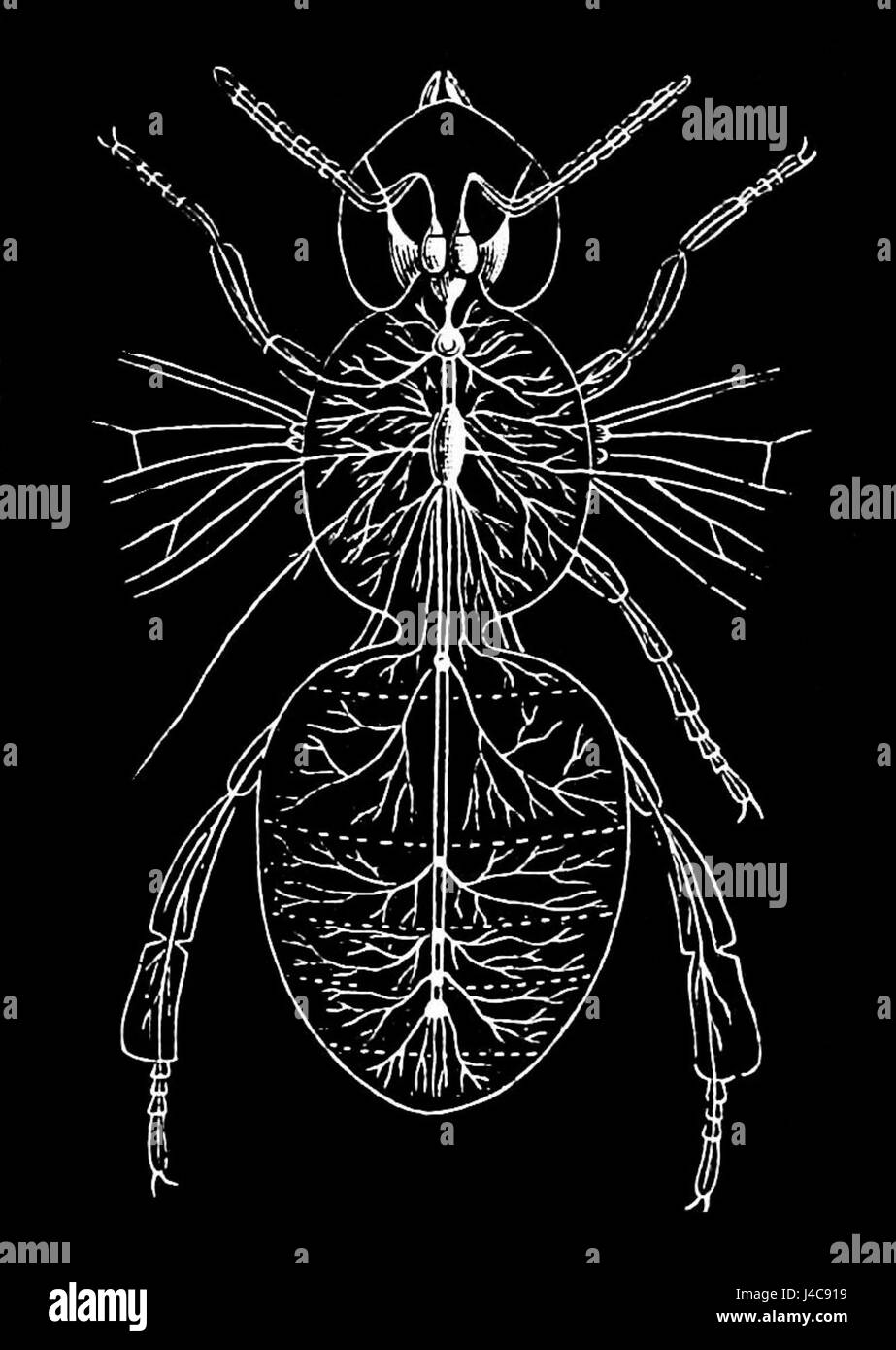 This illustration shows the nervous system of an adult bee. It is a ...