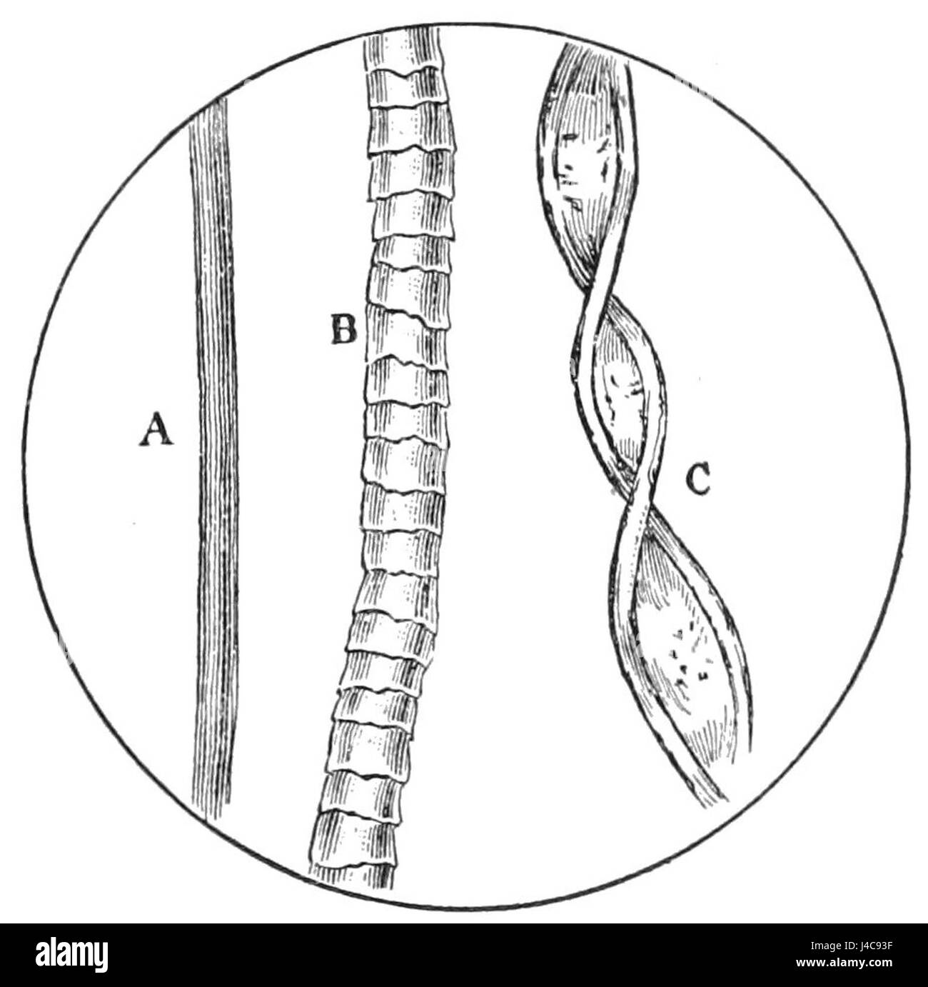 An image from PSM V39 D189 showing a magnified view of fibers from silk ...