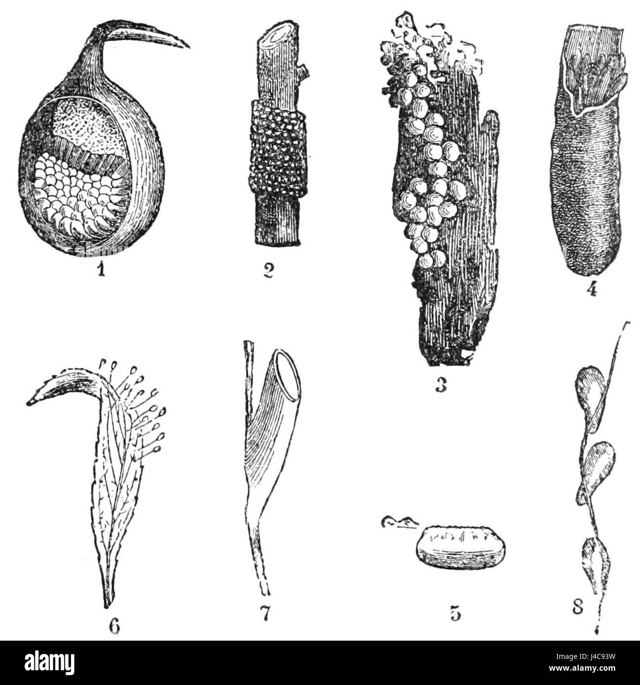Different stages of development hi-res stock photography and images - Alamy