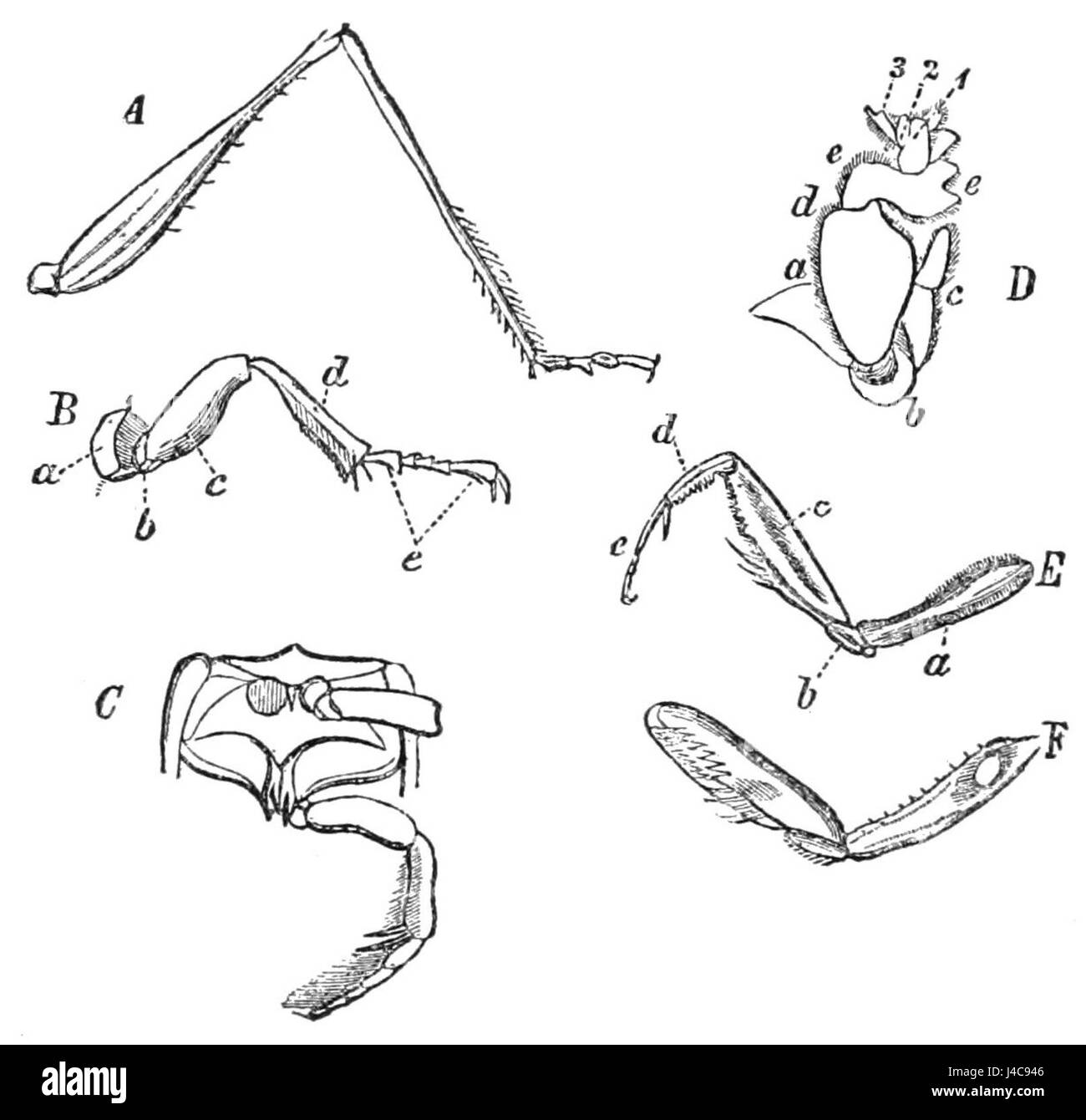 The illustration 'Various Insect Legs' from PSM V39 D244 presents ...