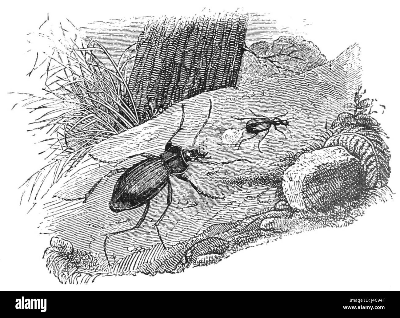 Predatory strategy hi-res stock photography and images - Alamy