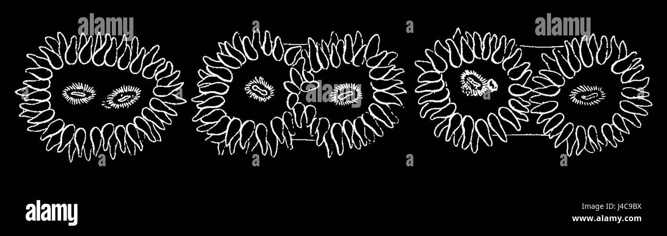 Single cell division reproduction Black and White Stock Photos & Images ...