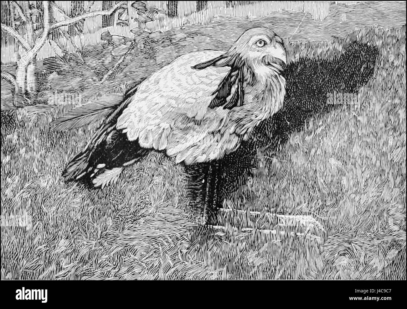 Grasslands bird Black and White Stock Photos & Images - Alamy