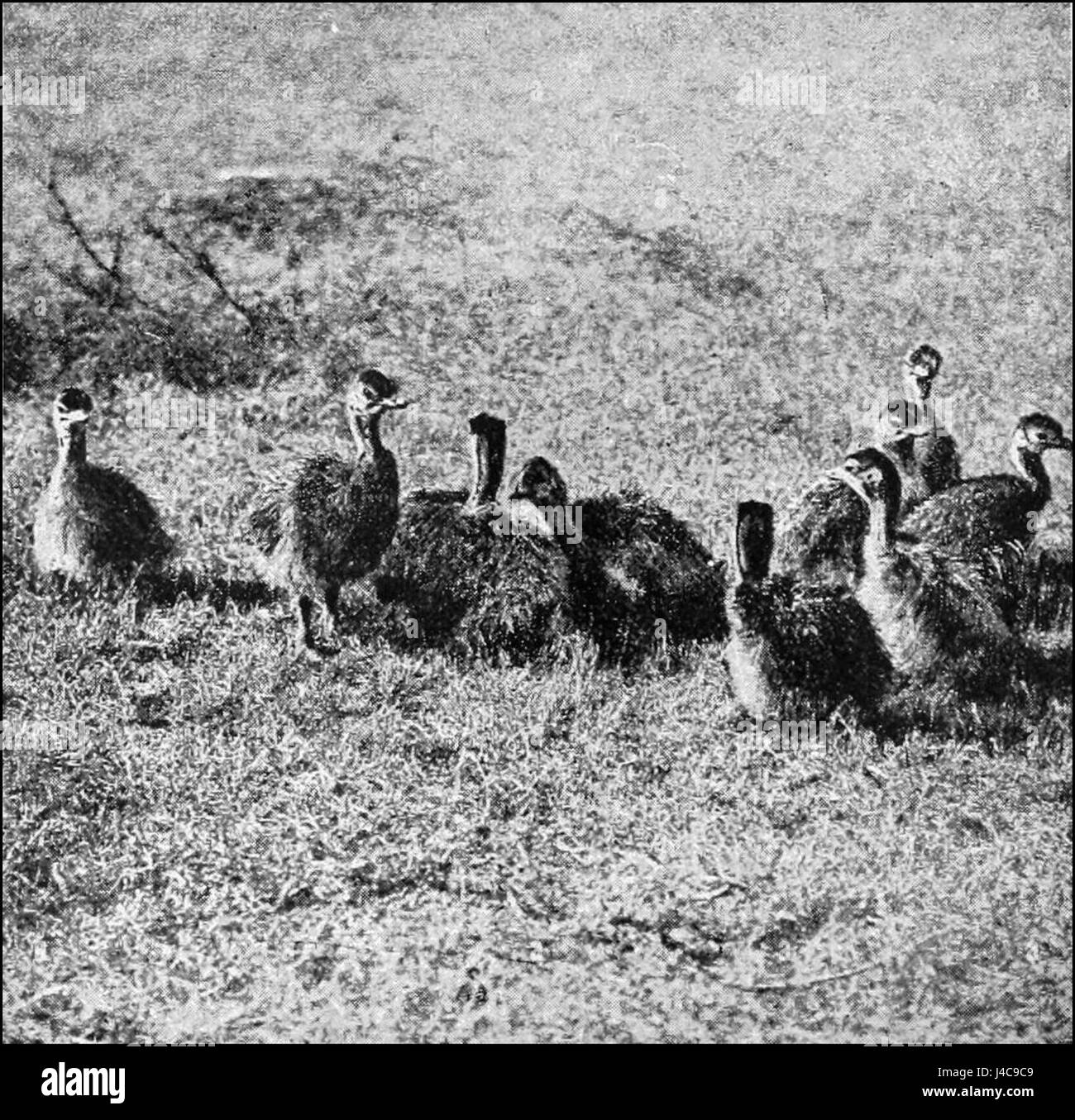 Ostrich life cycle hi-res stock photography and images - Alamy