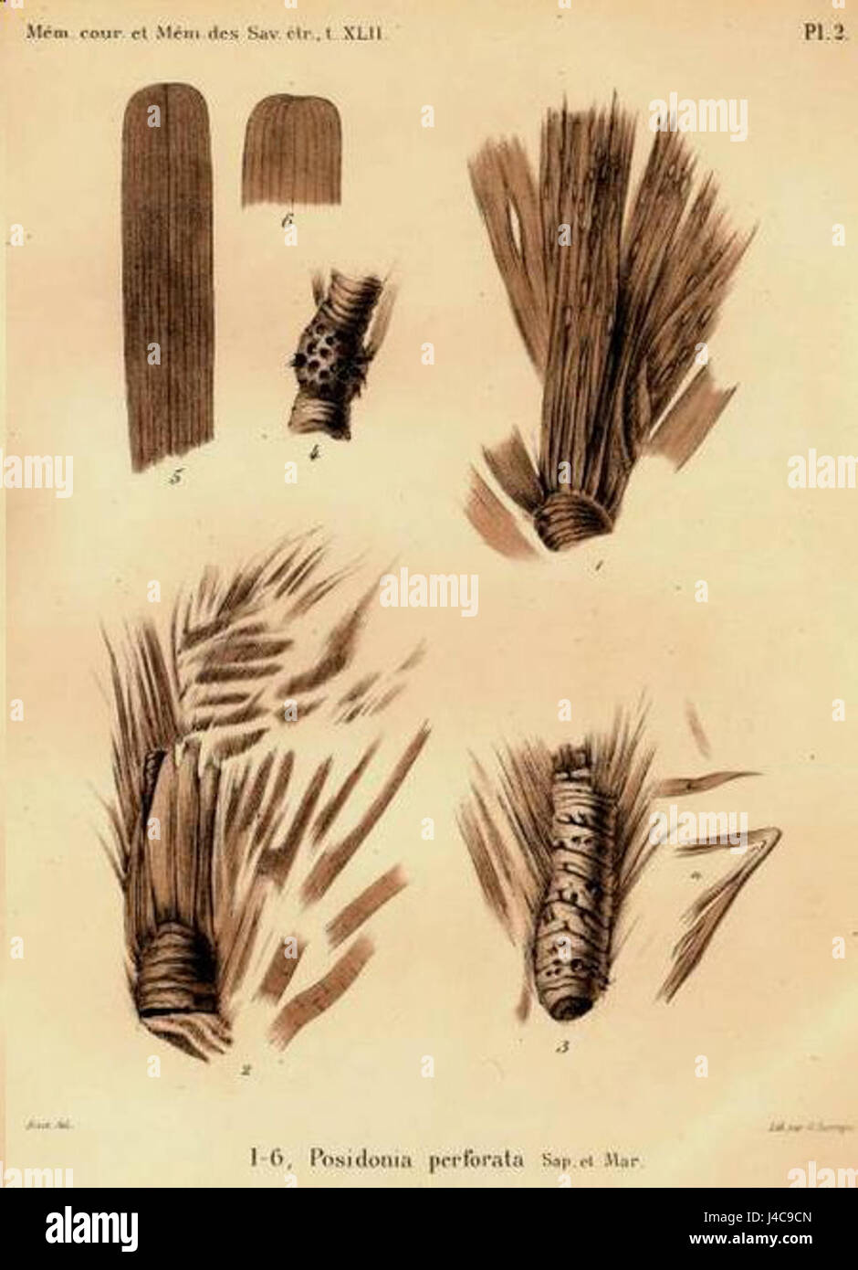 Posidoniaceae family hi-res stock photography and images - Alamy