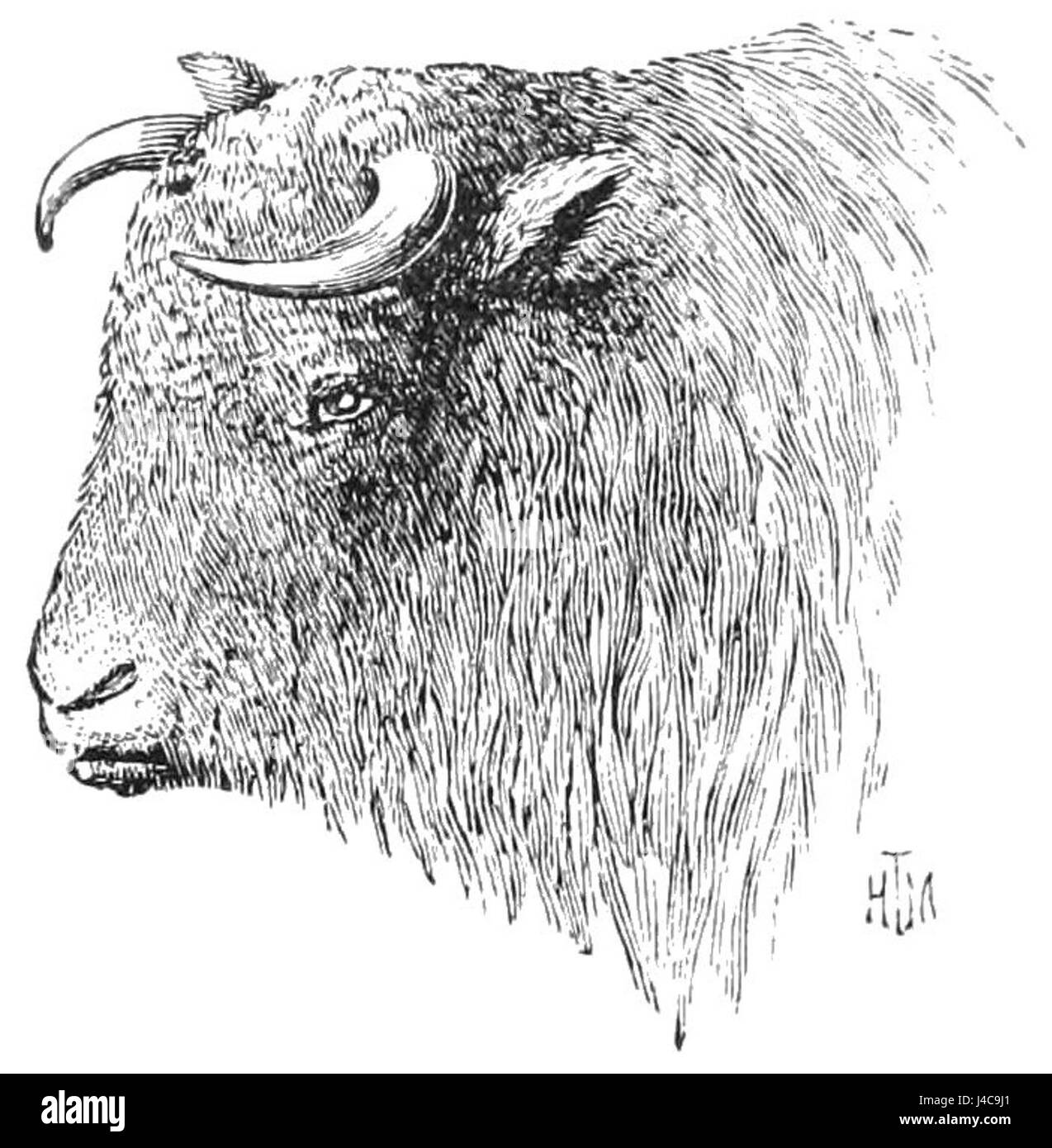 The musk ox, featured in PSM V40 D380, is a large herbivorous mammal ...