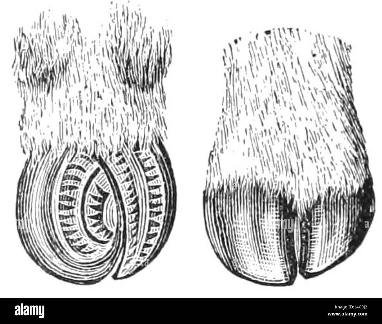 An illustration or description from *PSM V40 D380* depicting the hooves ...