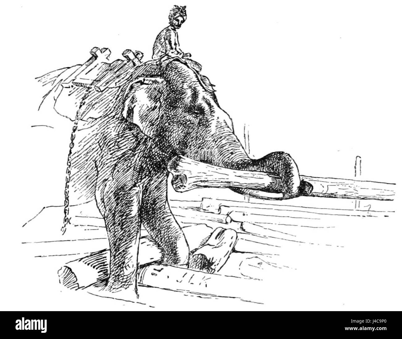 Timber scene Cut Out Stock Images & Pictures - Alamy