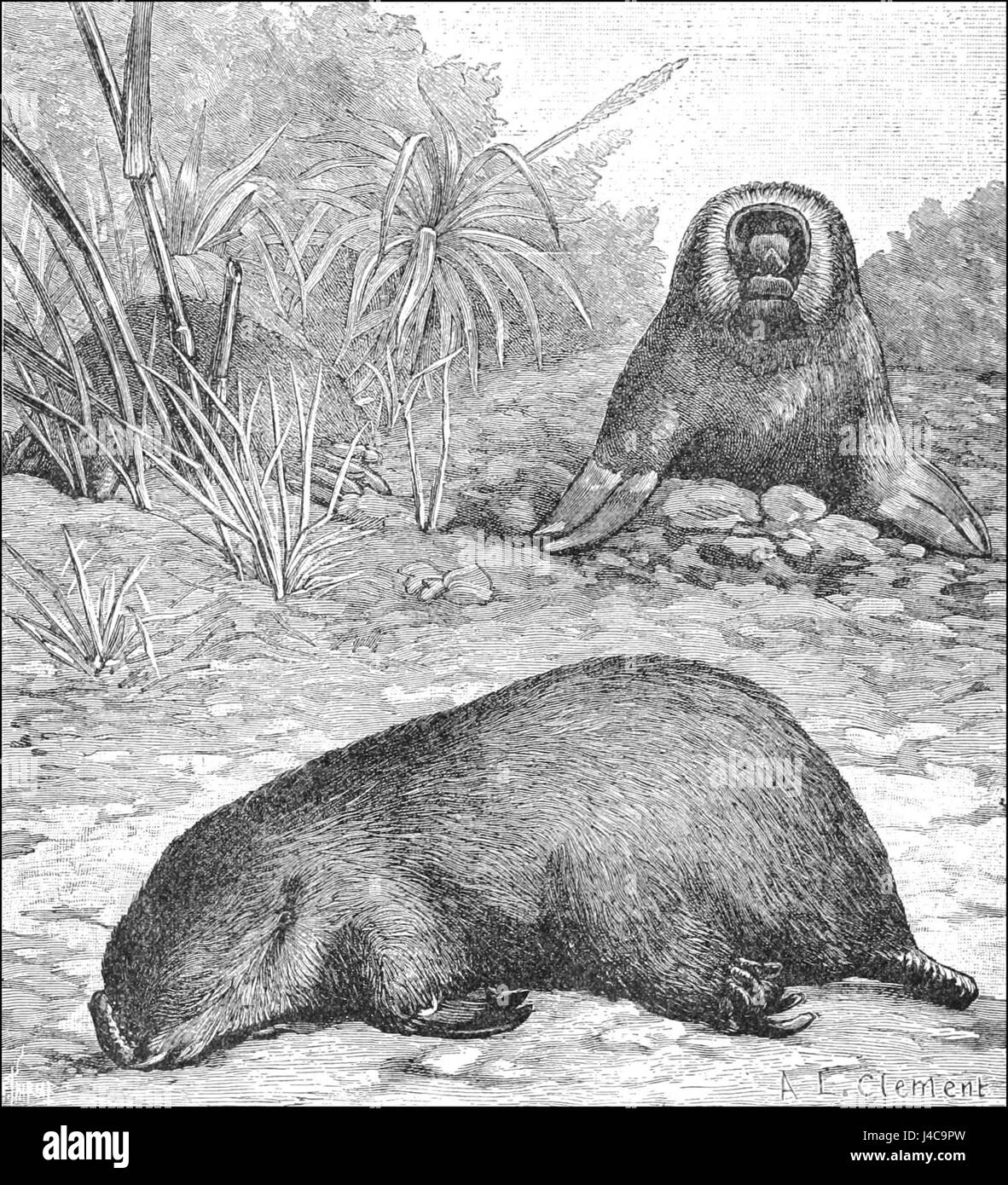 The new mammal species, *Notoryctes typhlops*, is a marsupial ...