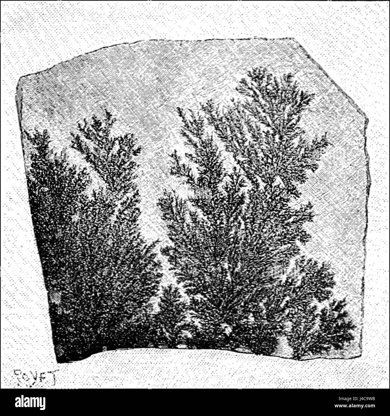 This image from the Popular Science Monthly (PSM) Volume 41 illustrates ...