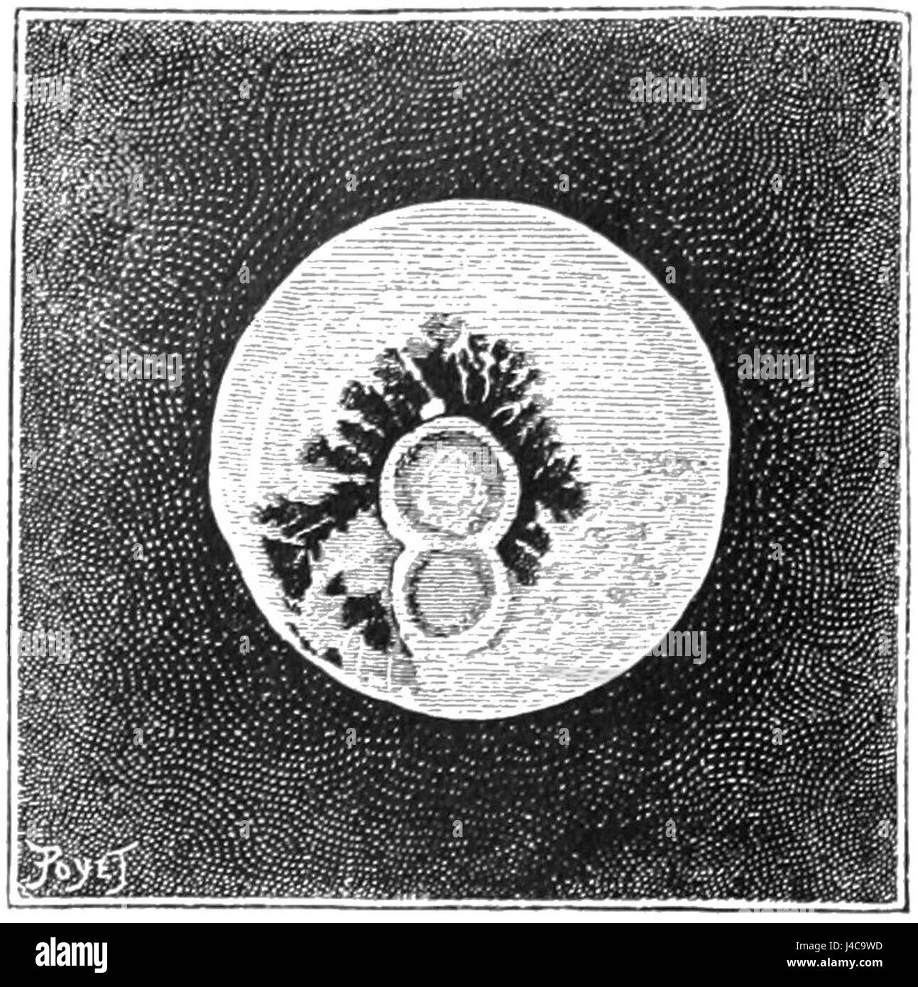 This illustration from PSM V41 D096 shows a detailed depiction of ...