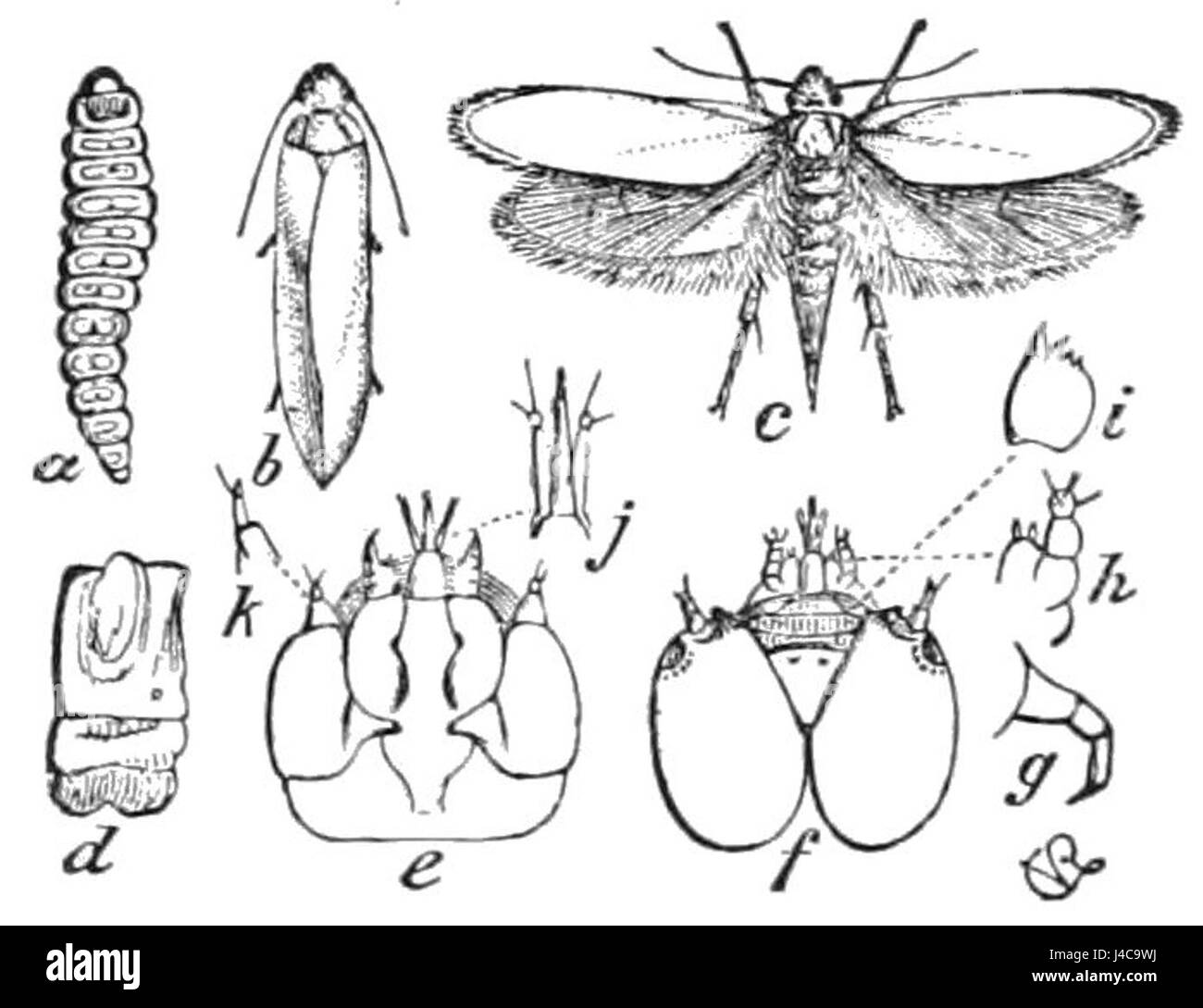 Yucca moths Black and White Stock Photos & Images - Alamy