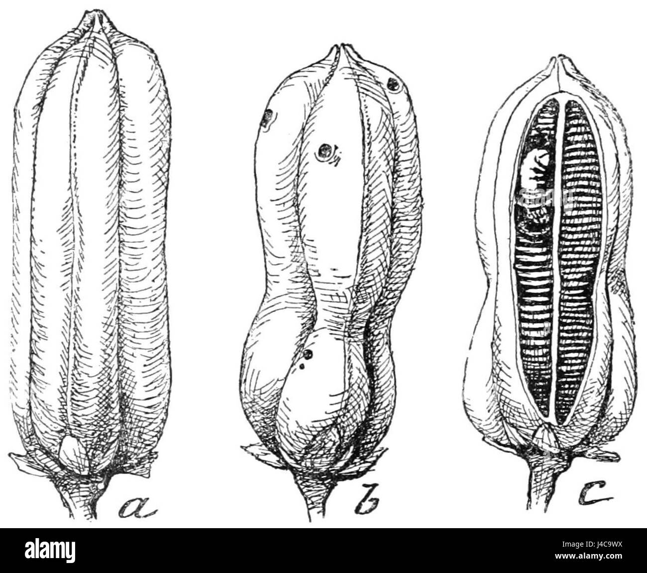 Illustration plant elongated leaves Black and White Stock Photos ...