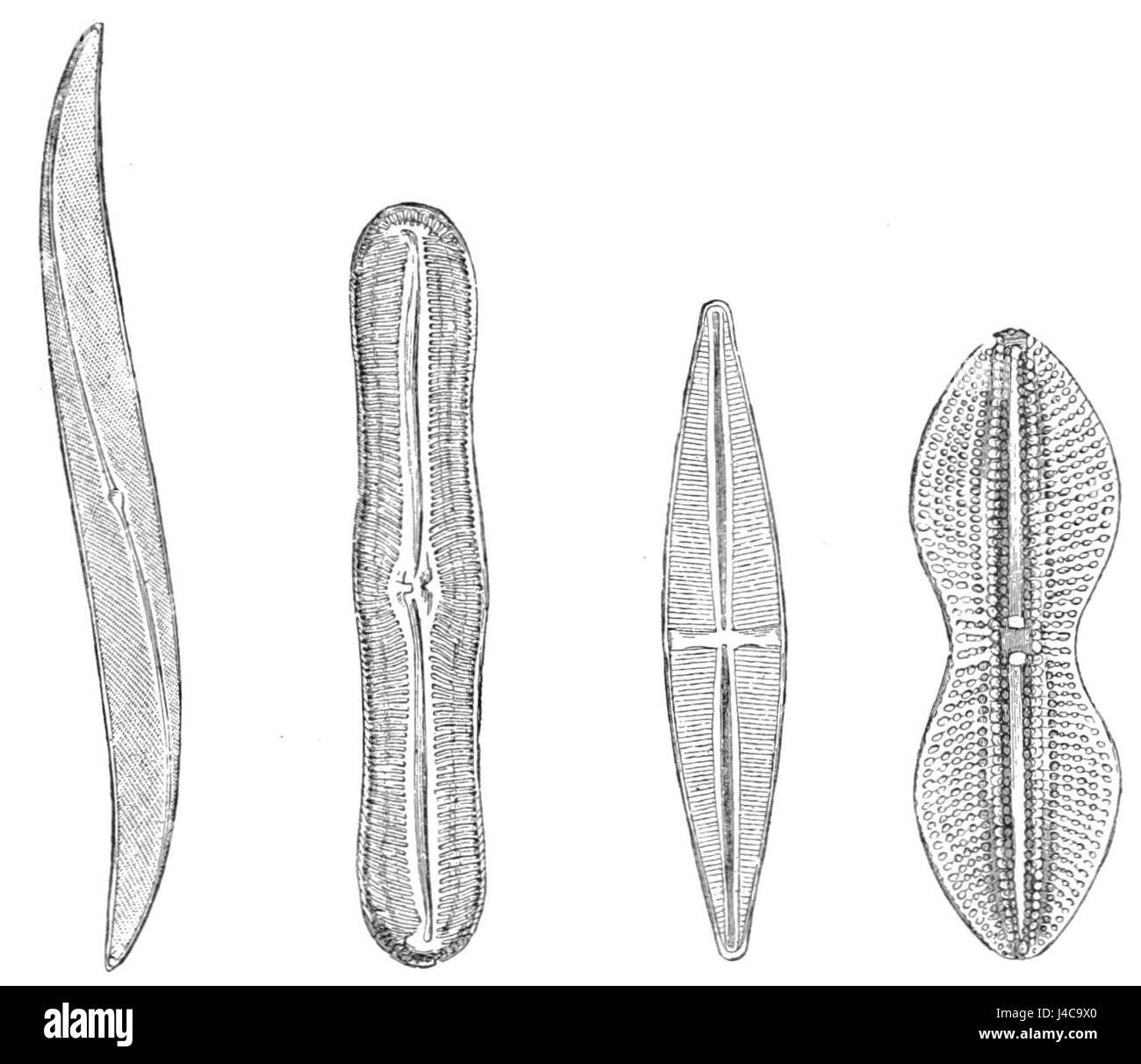 Algae shells Black and White Stock Photos & Images - Alamy