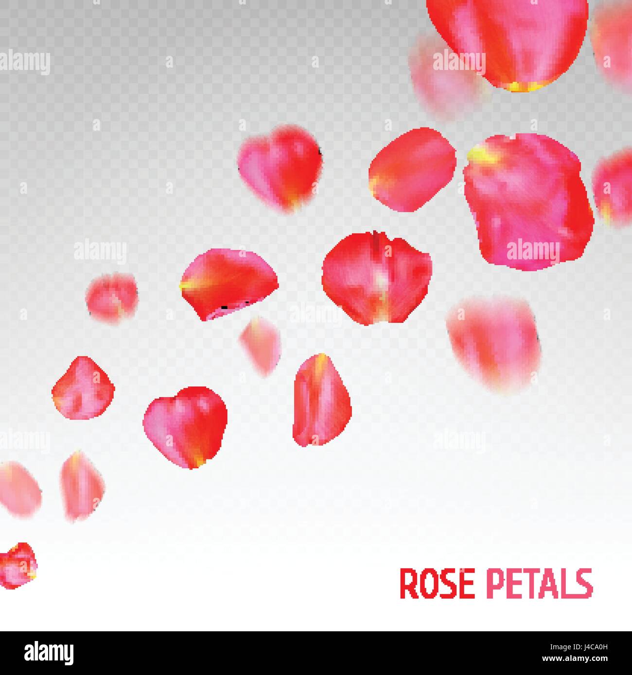 A lot of falling red rose petals on transparent background Stock Vector ...