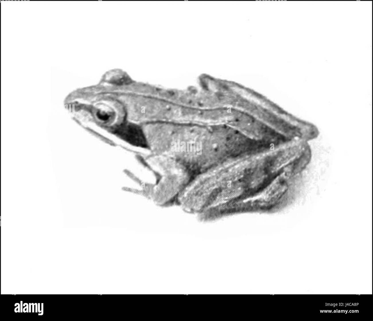 Wood frog frog Black and White Stock Photos & Images - Alamy