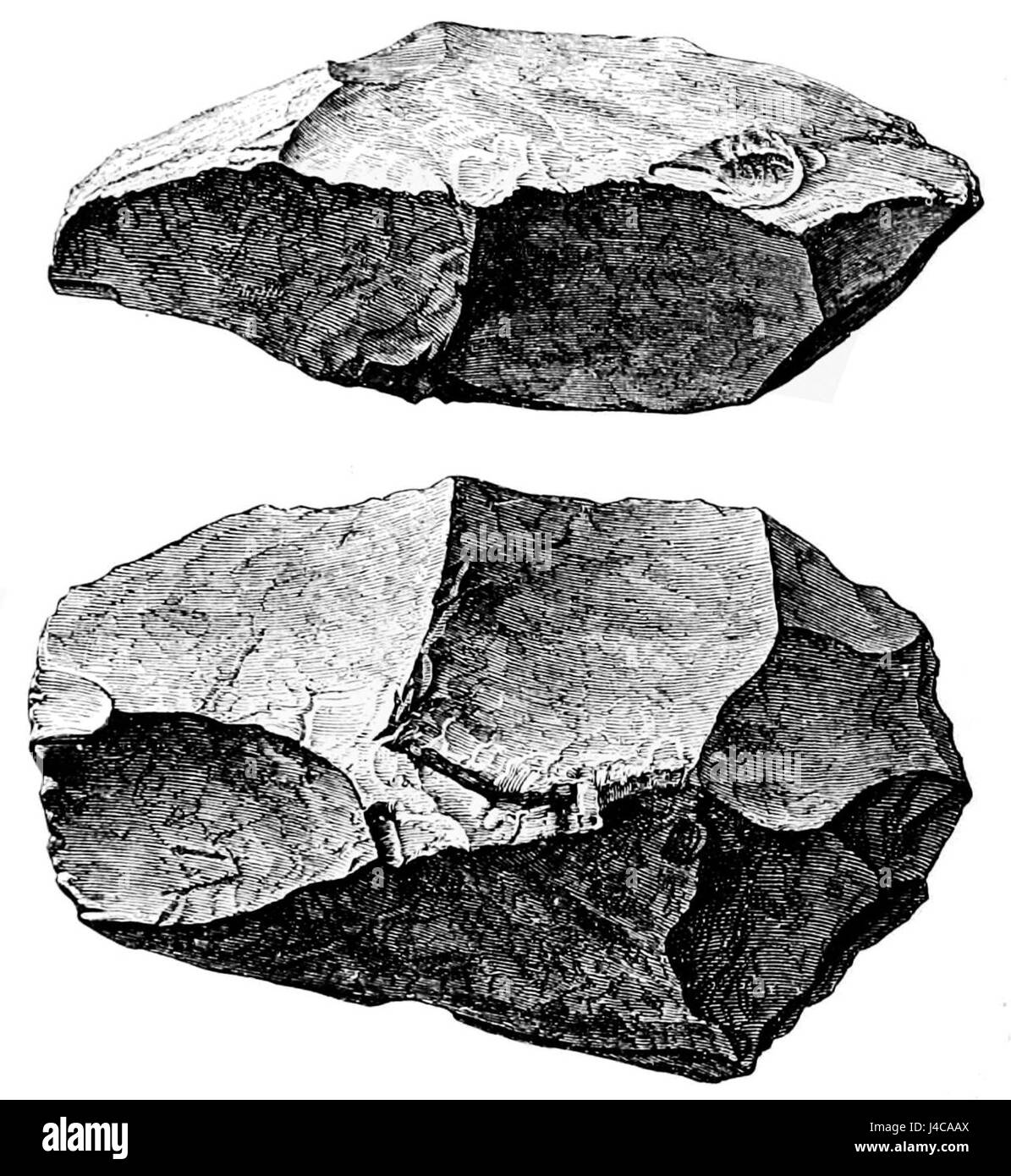 Specimen records Black and White Stock Photos & Images - Alamy