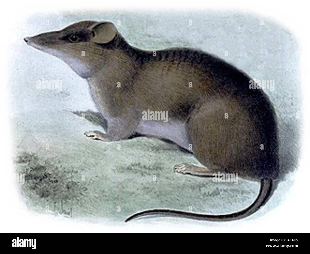 Rhynchomys soricoides, also known as the shrew-like mouse, is a rodent ...