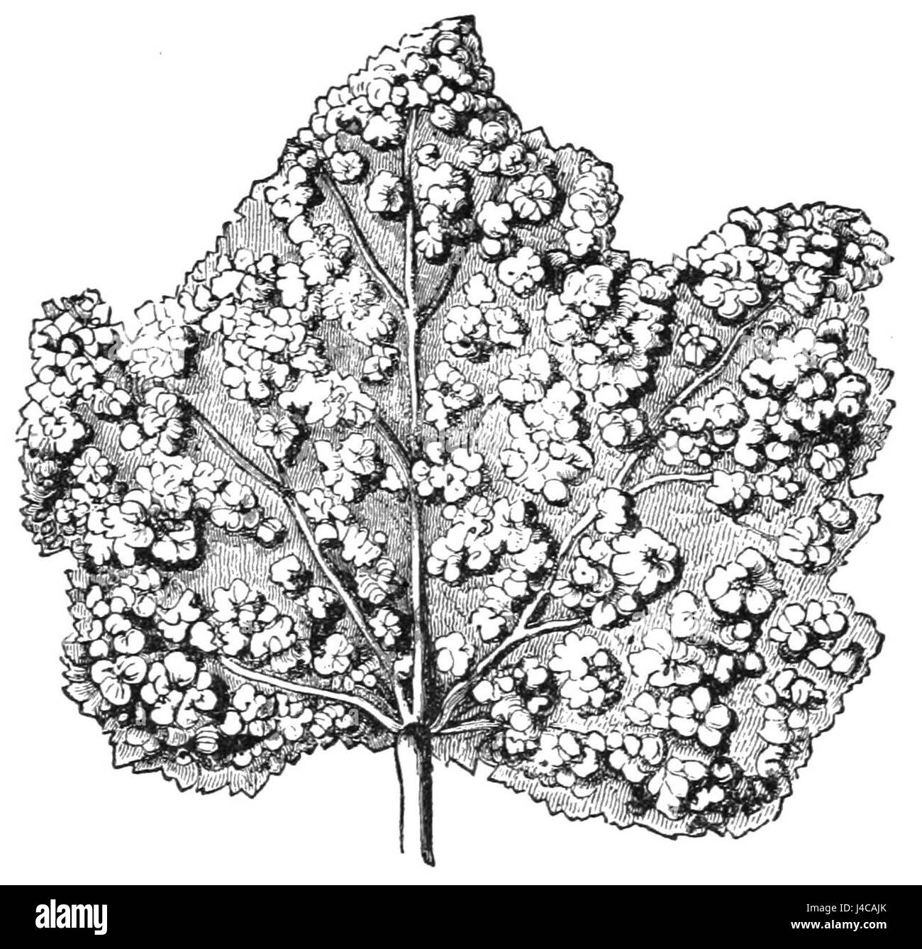 Infestation of leaf Black and White Stock Photos & Images - Alamy