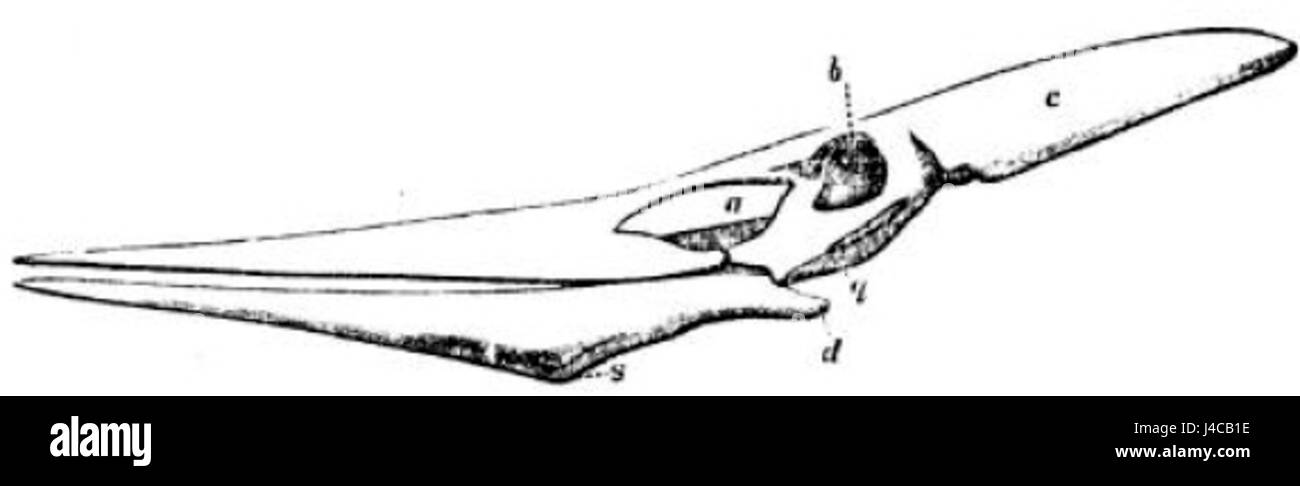 Pteranodon is a genus of pterosaurs, flying reptiles that lived during ...