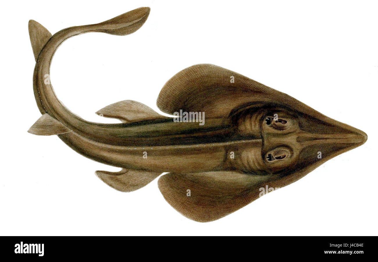 Guitarfish or shovelnose ray rhinobatidae Cut Out Stock Images ...