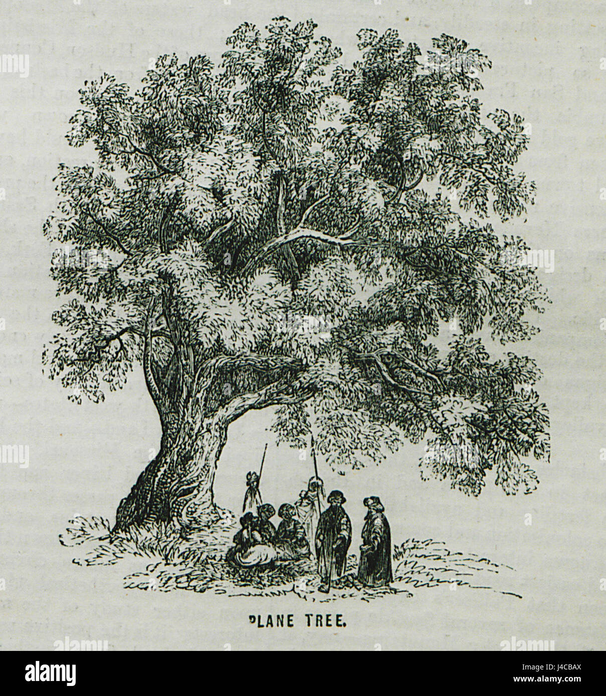 Plane Tree Ainsworth William Francis 1870 Stock Photo - Alamy